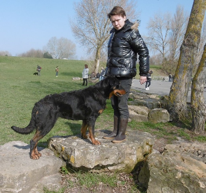 Accueil - Elevage de beaucerons Les Bergers de l'Oiseau Jaune, Régine ...